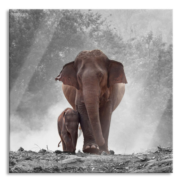 Brayden Studio Elephant Baby Mama - Unframed Photograph on Glass | Wayfair.co.uk
